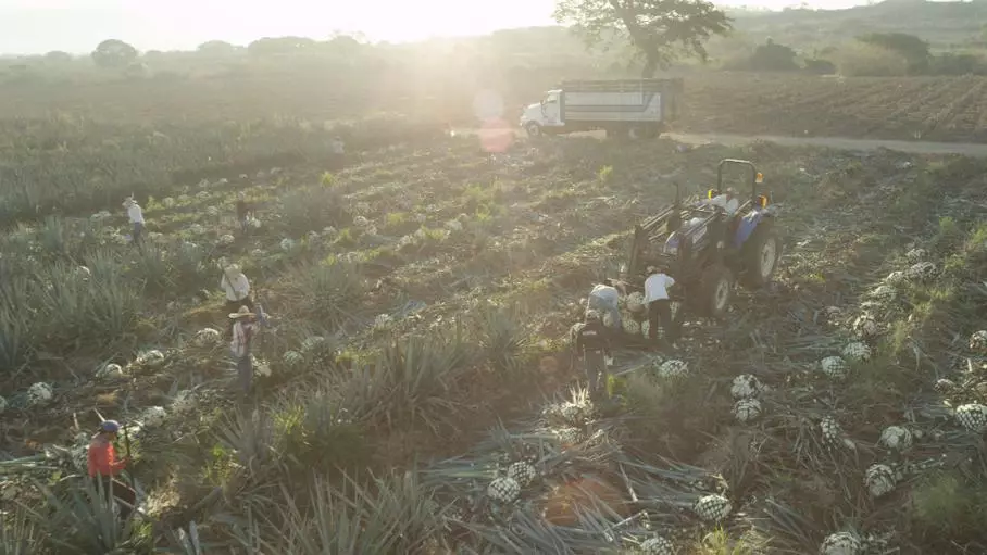 Ford o le a faia masini mai Tequila otaota 19745_3