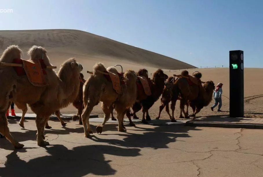 A China, shigar da hasken zirga-zirga yana sarrafa motsi na raƙuma 33678_1