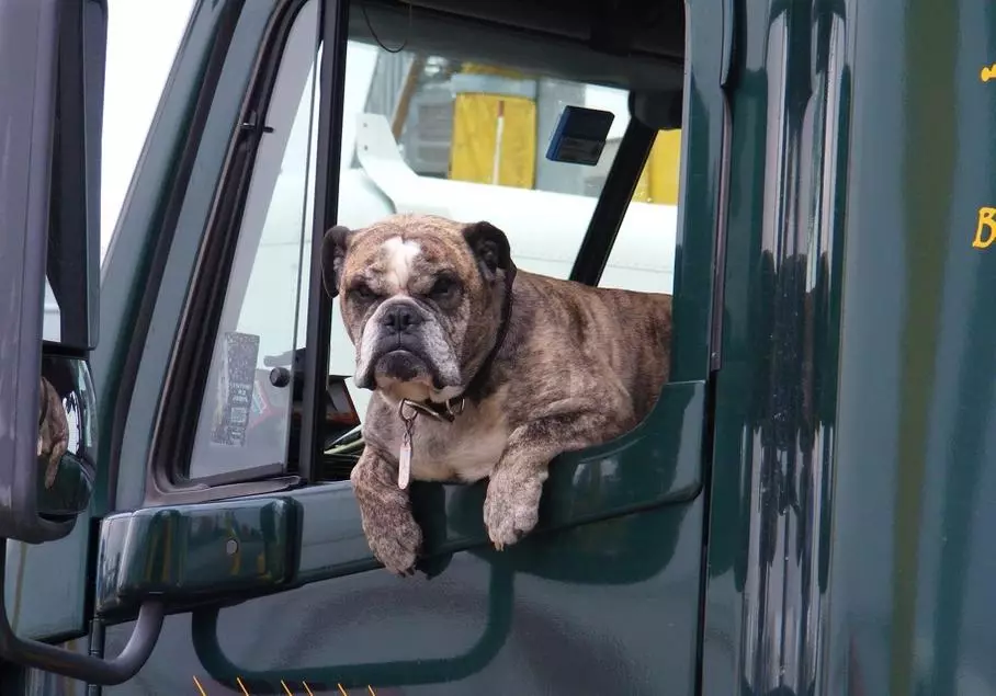 Metade dos americanos não se importa com a segurança dos cães no carro 58817_1