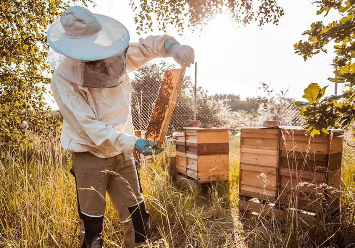 Porsche brise un million d'abeilles et demi 67370_1