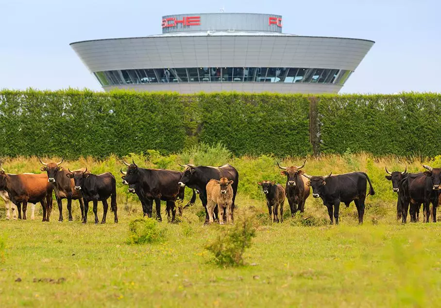 Porsche brise un million d'abeilles et demi 67370_4